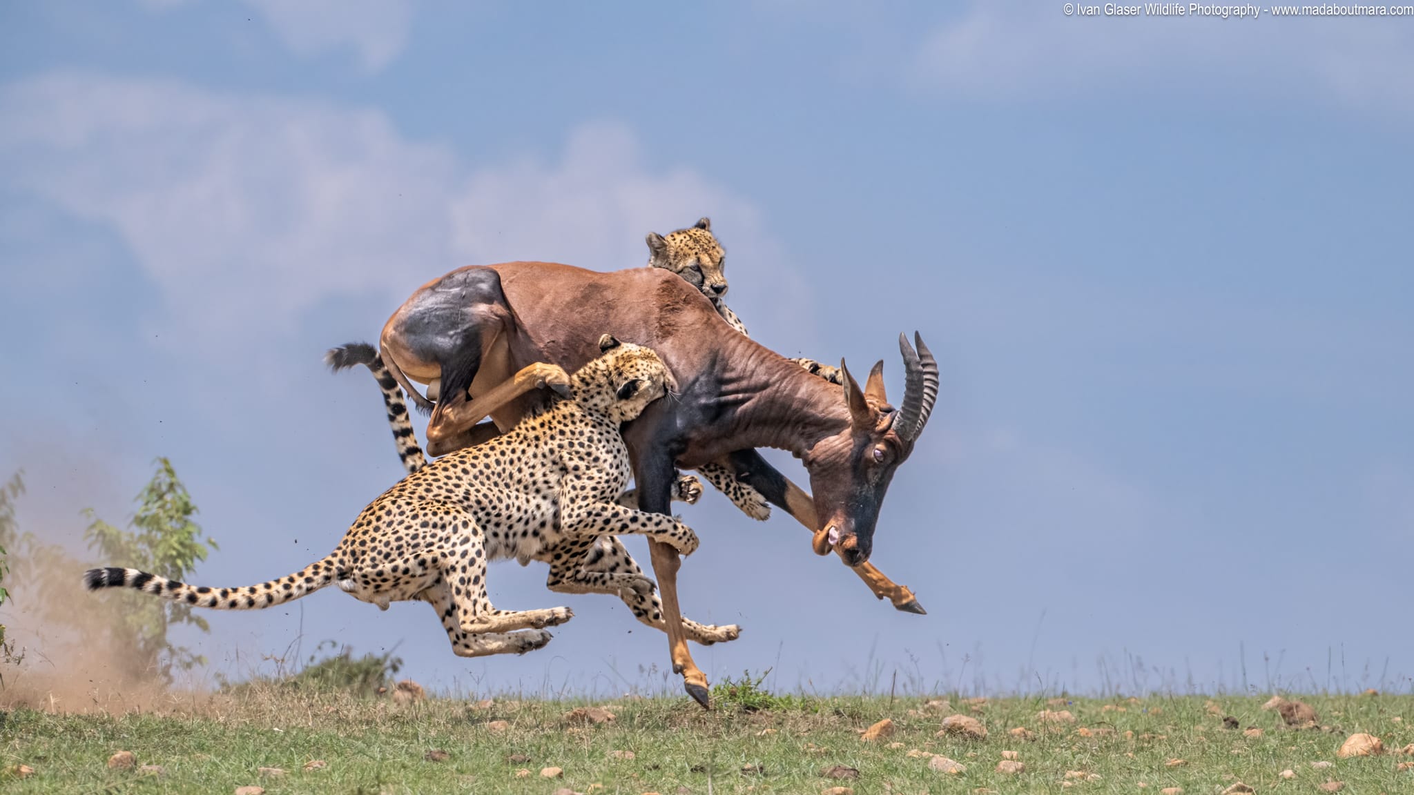 Maasai Mara Photo Safari • An Experience of a Lifetime